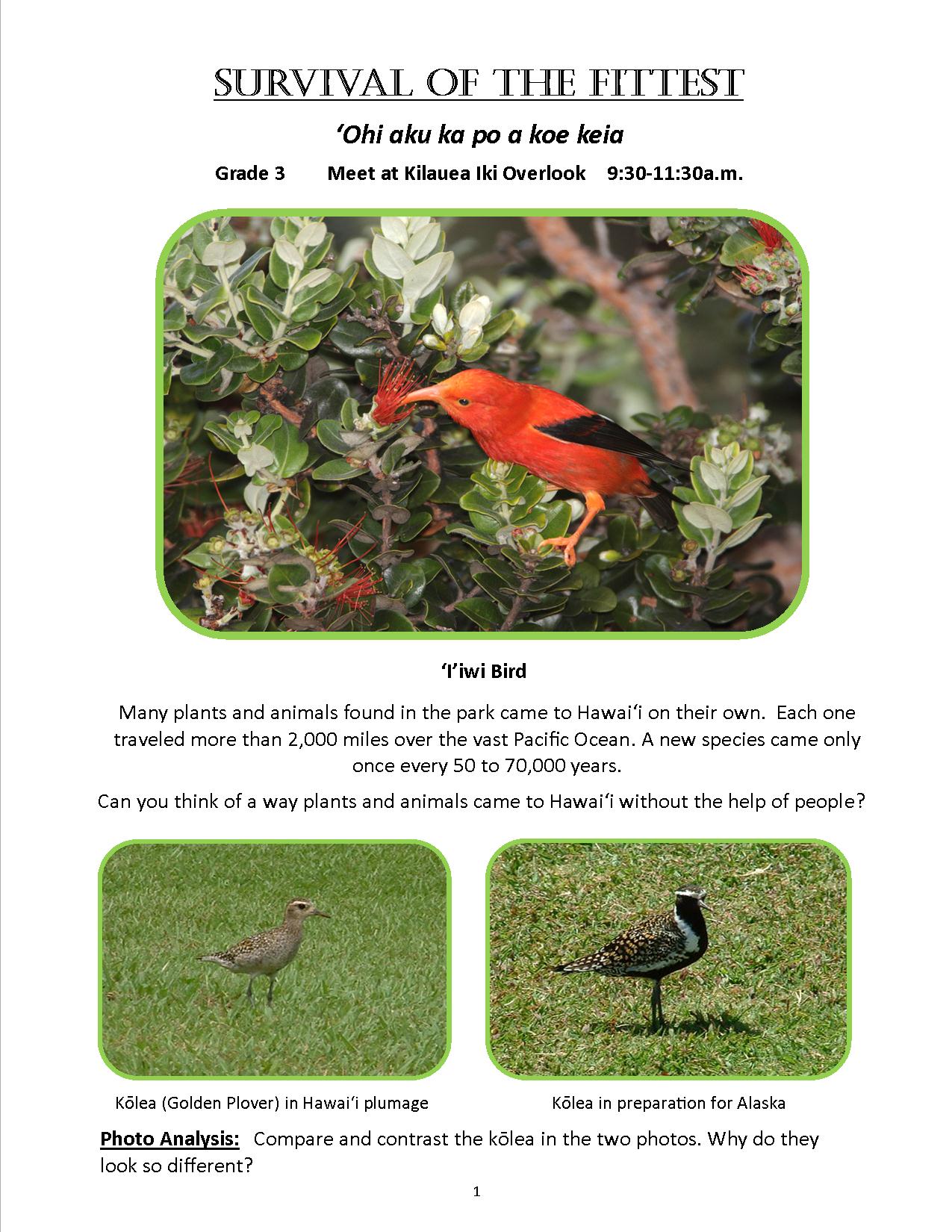 Survival Of The Fittest Hawaii Volcanoes National Park U S