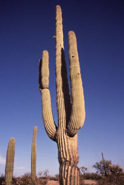 Saguaro Cactus - Organ Pipe Cactus National Monument (U.S. National ... Saguaro Cactus - Organ Pipe Cactus National Monument (U.S. National ...