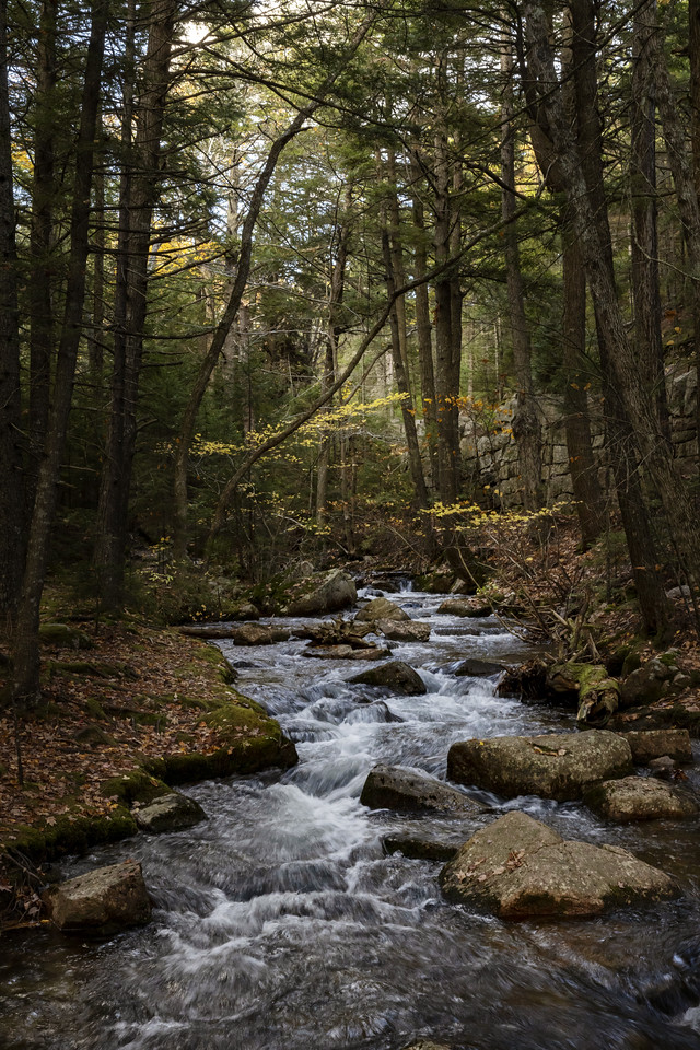 Hemlock Woolly Adelgid - Acadia National Park (U.S. National Park Service)