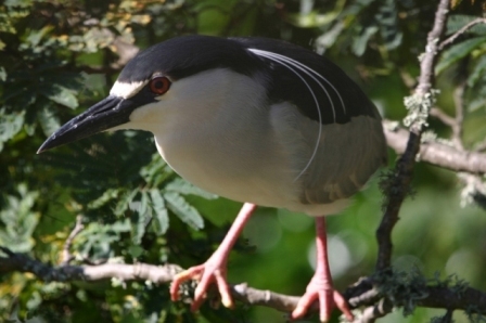 Waterbirds - Alcatraz Island (U.S. National Park Service)