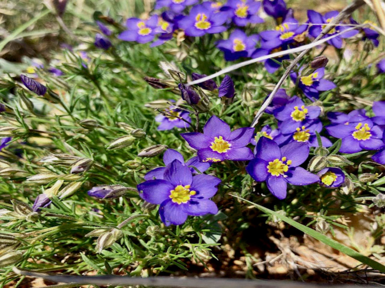 Wildflowers - Alibates Flint Quarries National Monument (U.S. National ...
