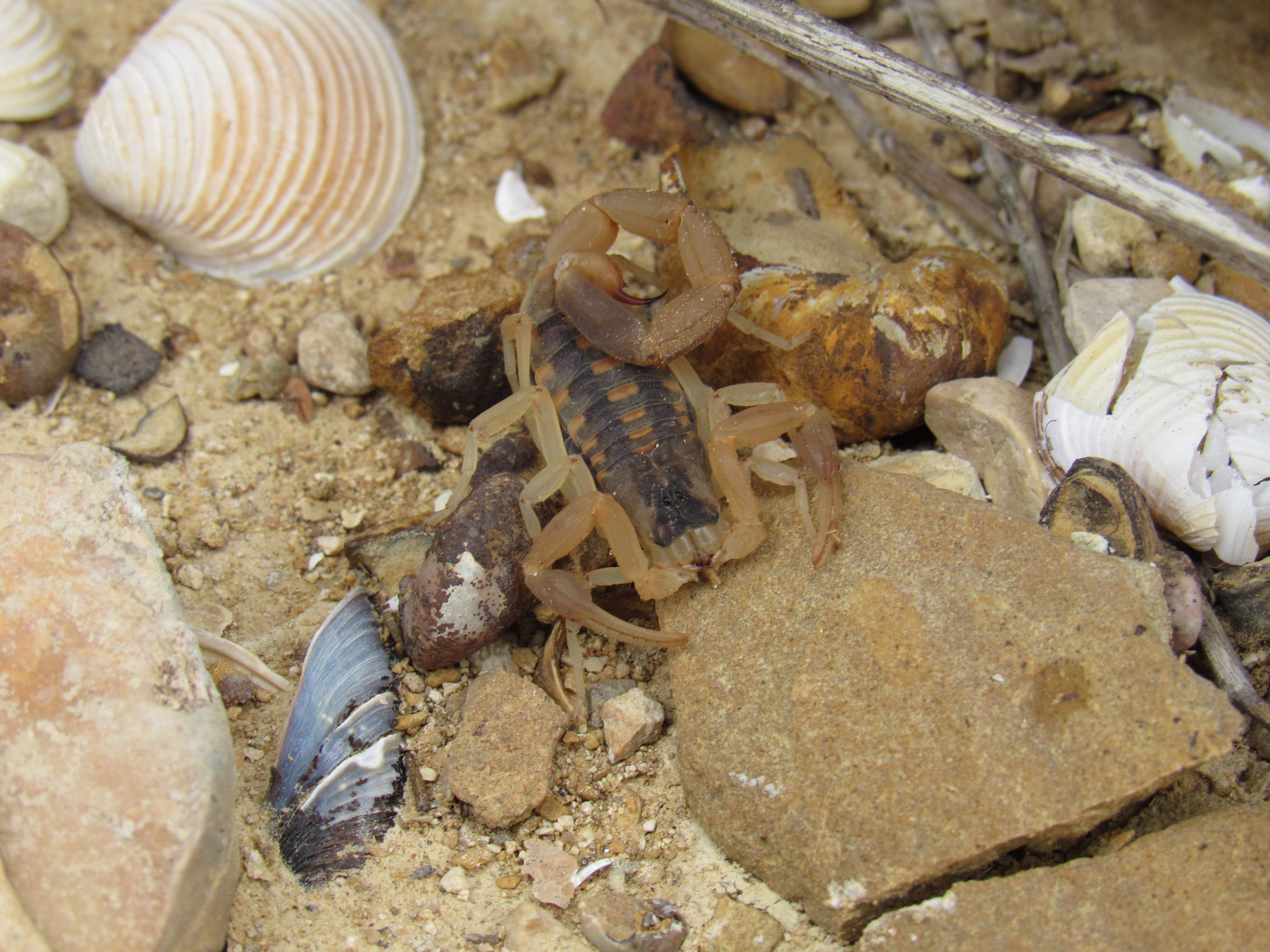 Field Guide to Spiders and Scorpions - Amistad National Recreation Area ...