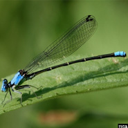 Field Guide to Butterflies, Dragonflies, and Damselflies - Amistad ...