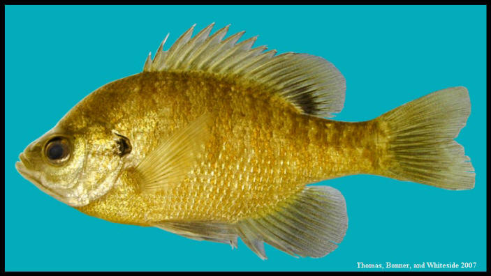 Sunfish - Amistad National Recreation Area (U.S. National Park Service)