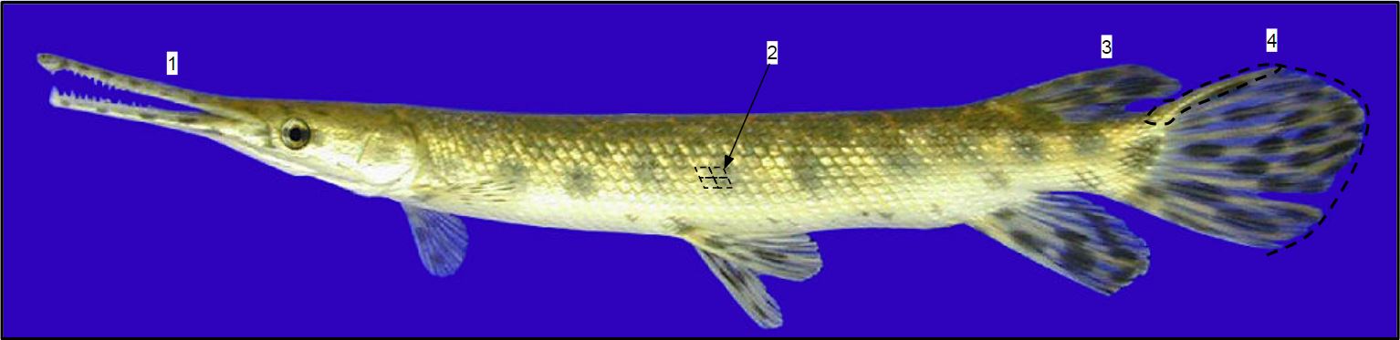Field Guide To Fishes - Amistad National Recreation Area (U.S. National ...