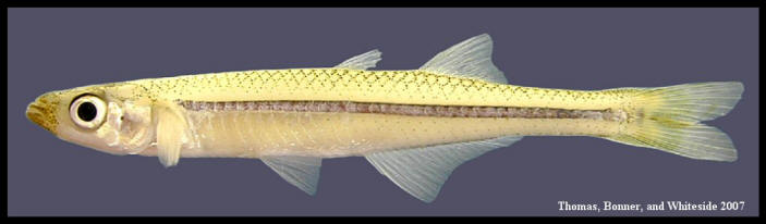 Silversides - Amistad National Recreation Area (U.S. National Park Service)