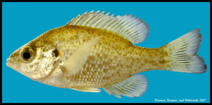 Sunfish - Amistad National Recreation Area (U.S. National Park Service)