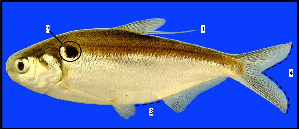 Field Guide To Fishes - Amistad National Recreation Area (U.S. National ...