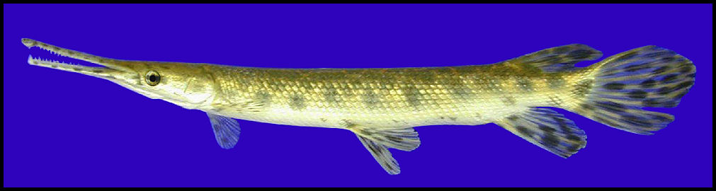 Gar - Amistad National Recreation Area (U.S. National Park Service)