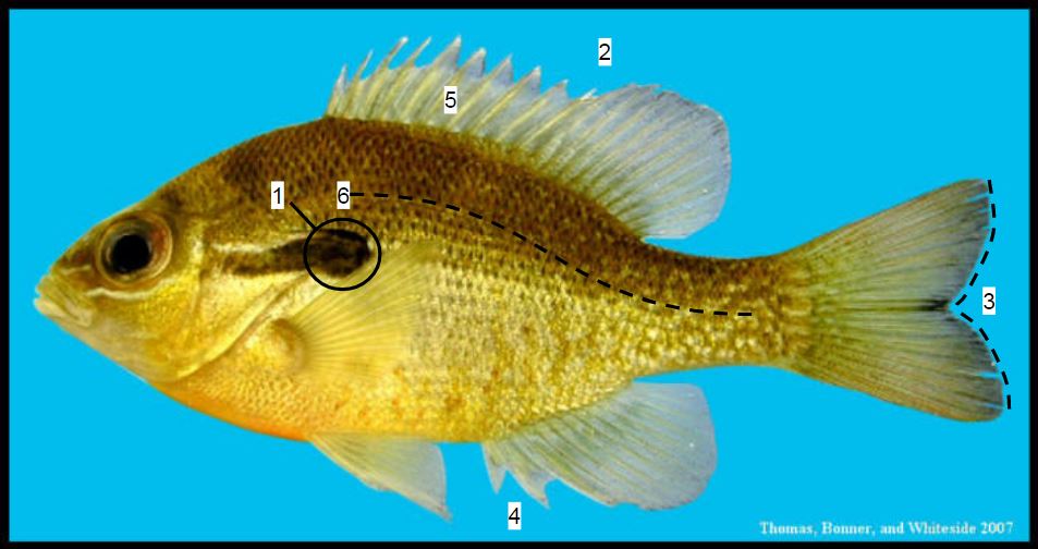 Sunfish - Amistad National Recreation Area (U.S. National Park Service)