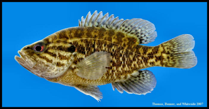 Sunfish - Amistad National Recreation Area (U.S. National Park Service)