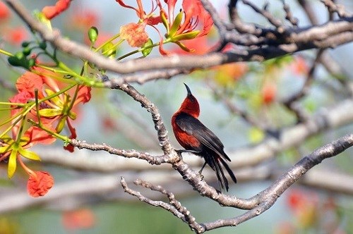 Animals - American Memorial Park (U.S. National Park Service)