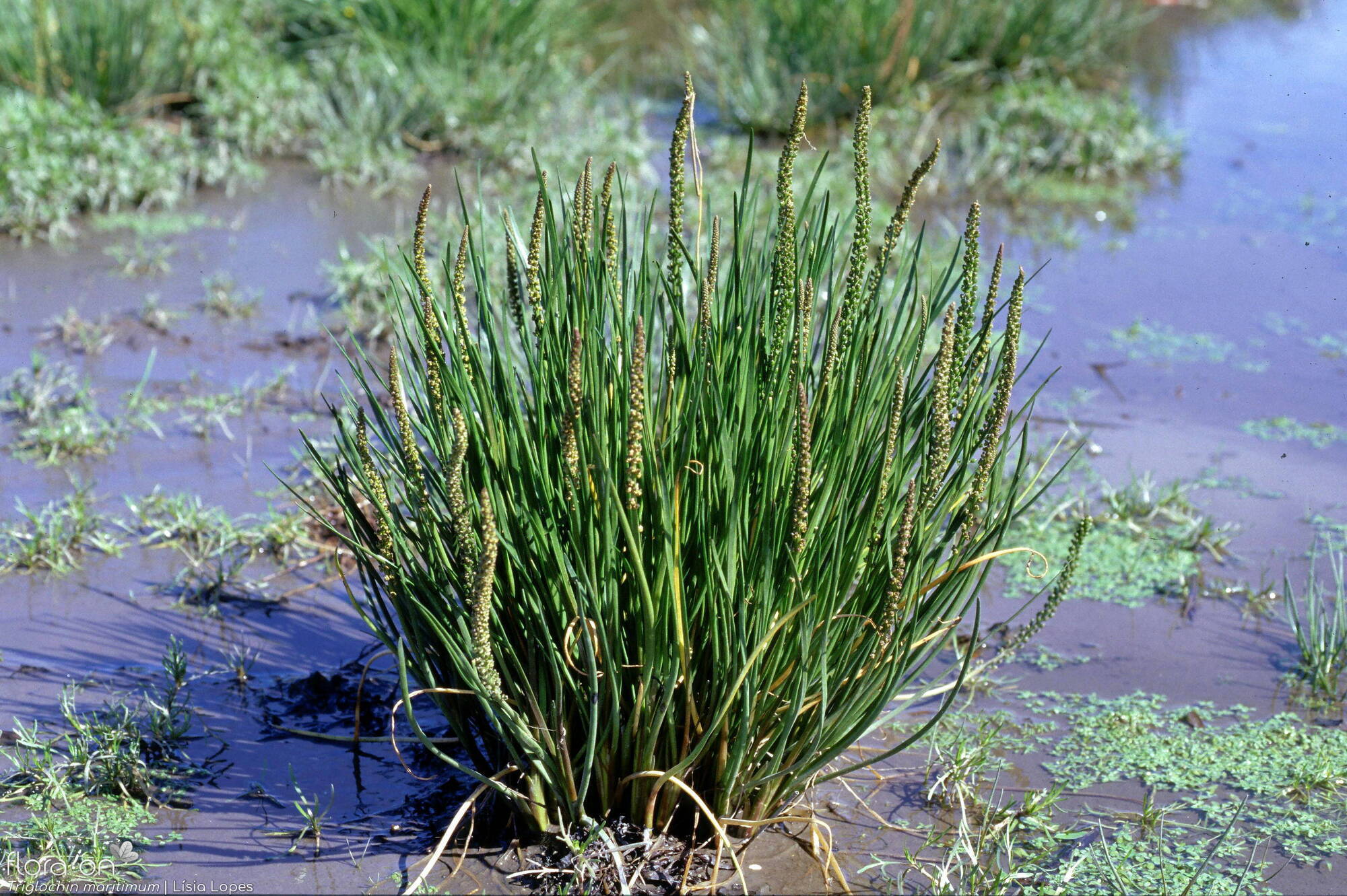 Poisonous Plants in Alaska - Alaska Public Lands (U.S. National Park ...