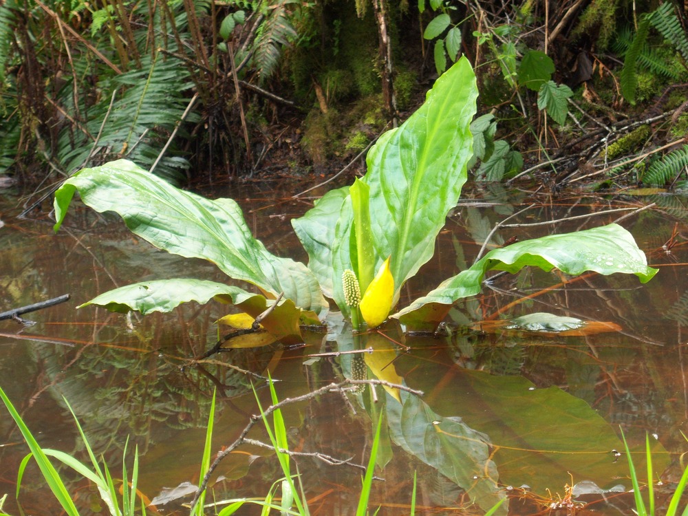 Poisonous Plants in Alaska - Alaska Public Lands (U.S. National Park ...