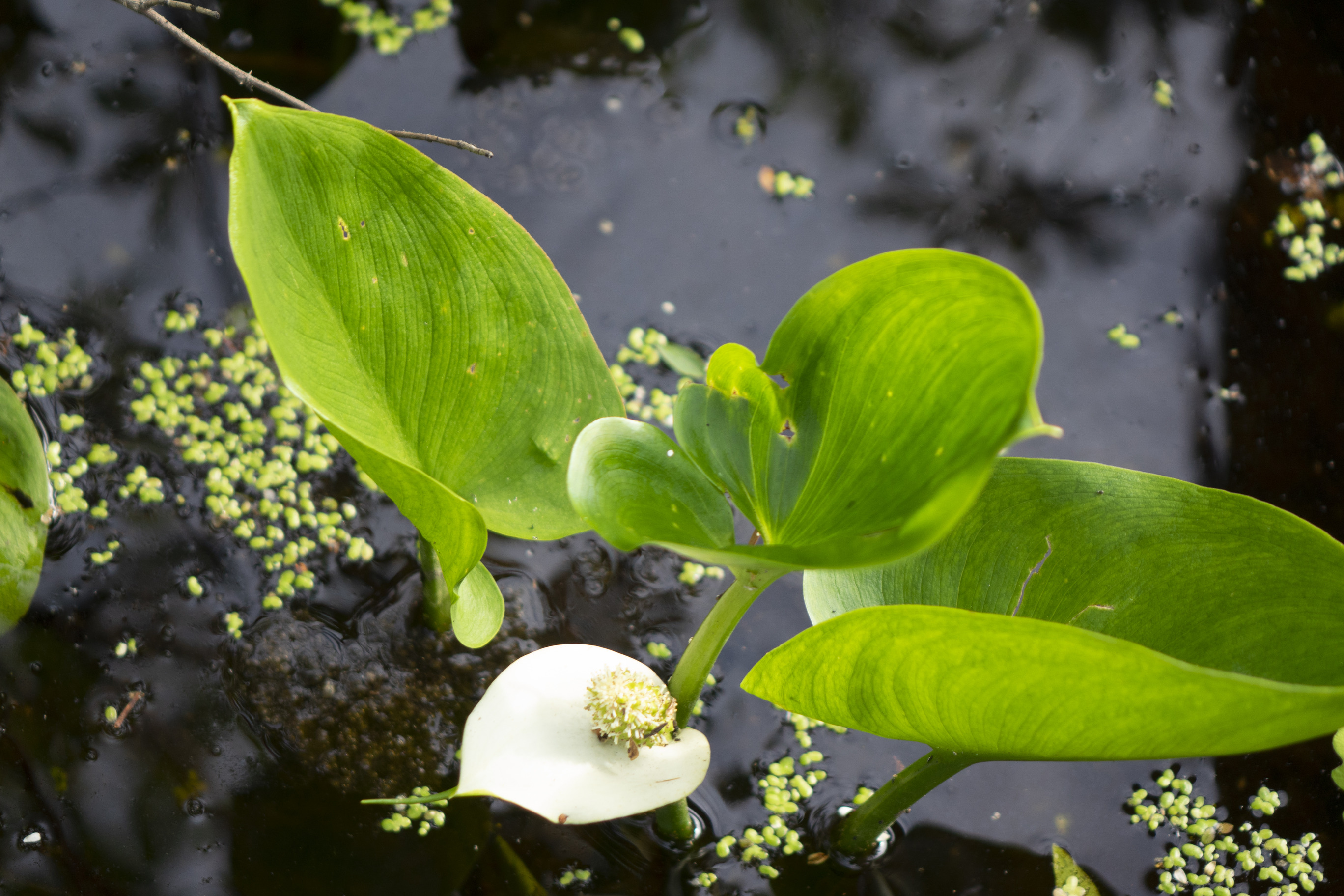 Poisonous Plants in Alaska - Alaska Public Lands (U.S. National Park ...