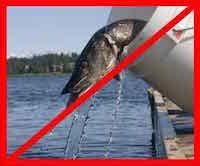 Invasive Species - Alaska Public Lands (U.S. National Park Service)