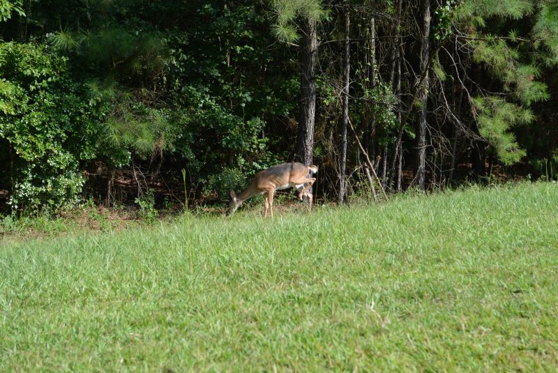 Nature - Andersonville National Historic Site (U.S. National Park Service)