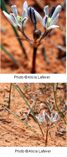 Funnel Lily (Purple Funnel Lily) - Arches National Park (U.S. National ...