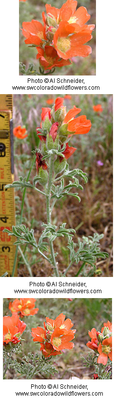Scarlet Globemallow (Common Globemallow) - Arches National Park (U.S ...