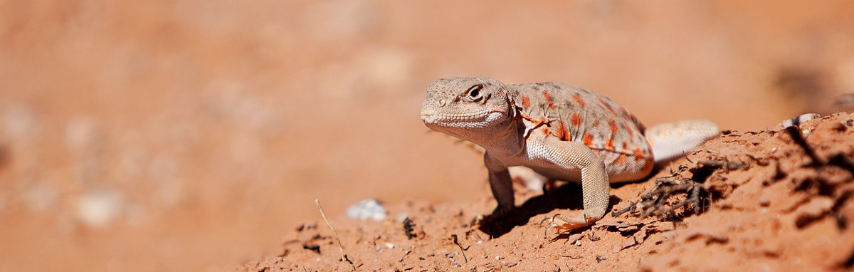 Reptiles - Arches National Park (U.S. National Park Service)