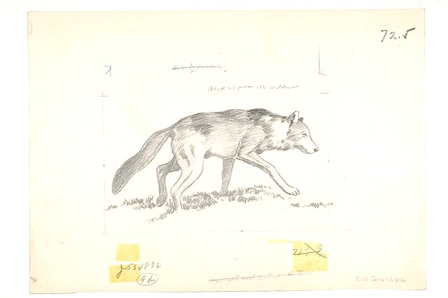50 Nifty Finds #14: Fine Lines (U.S. National Park Service) 50 Nifty Finds #14: Fine Lines (U.S. National Park Service)