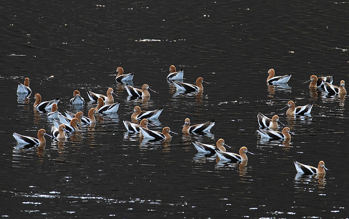 Birds and Observing Them (U.S. National Park Service)
