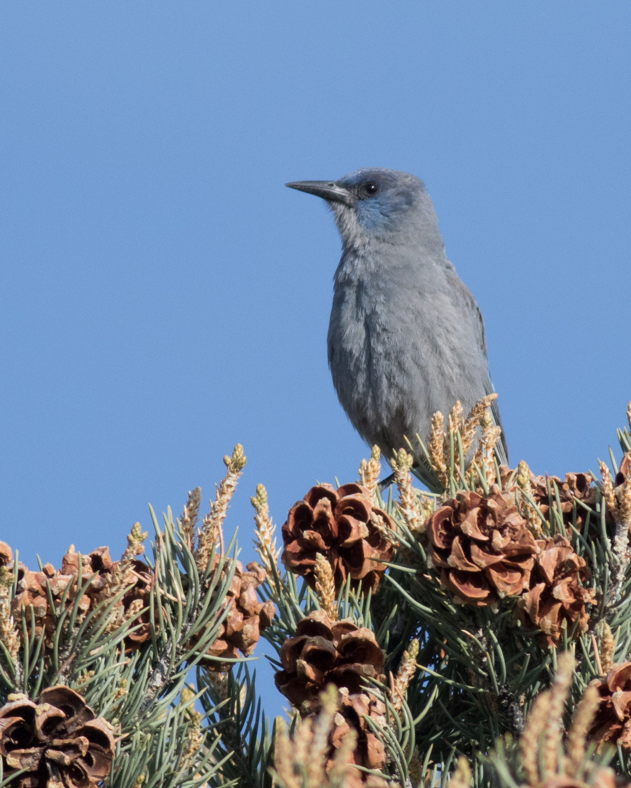 Christmas Bird Count 2019 (U.S. National Park Service)
