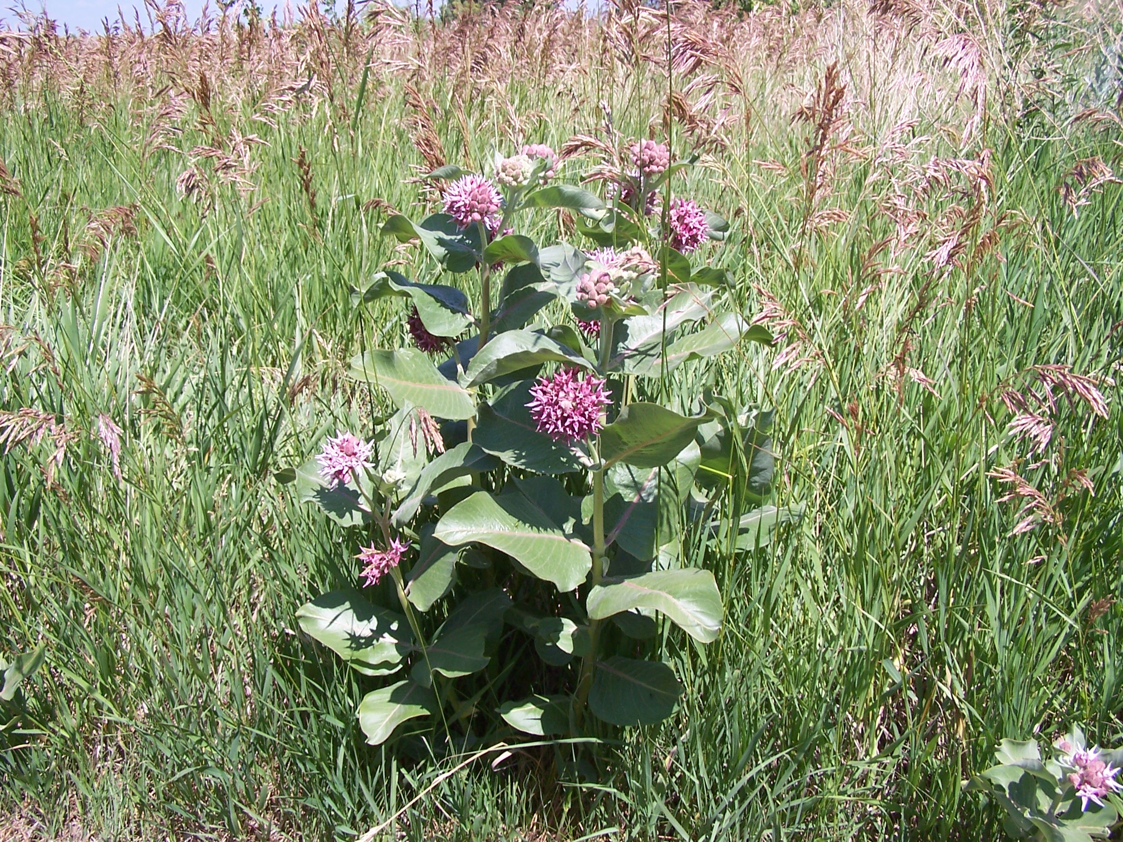 Commonly seen flowers at Scotts Bluff National Monument (U.S. National ...
