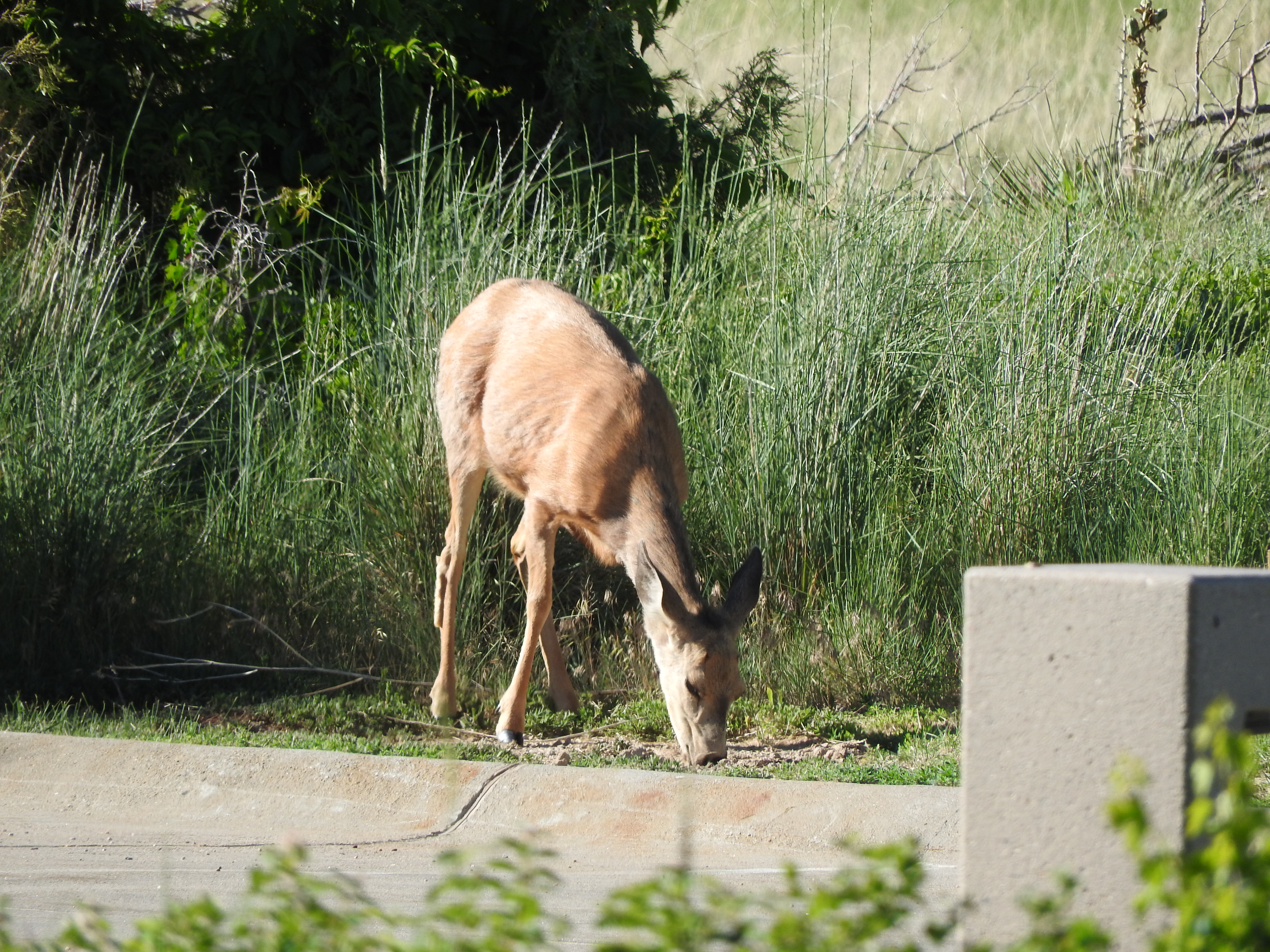 Mule Deer (U.S. National Park Service)