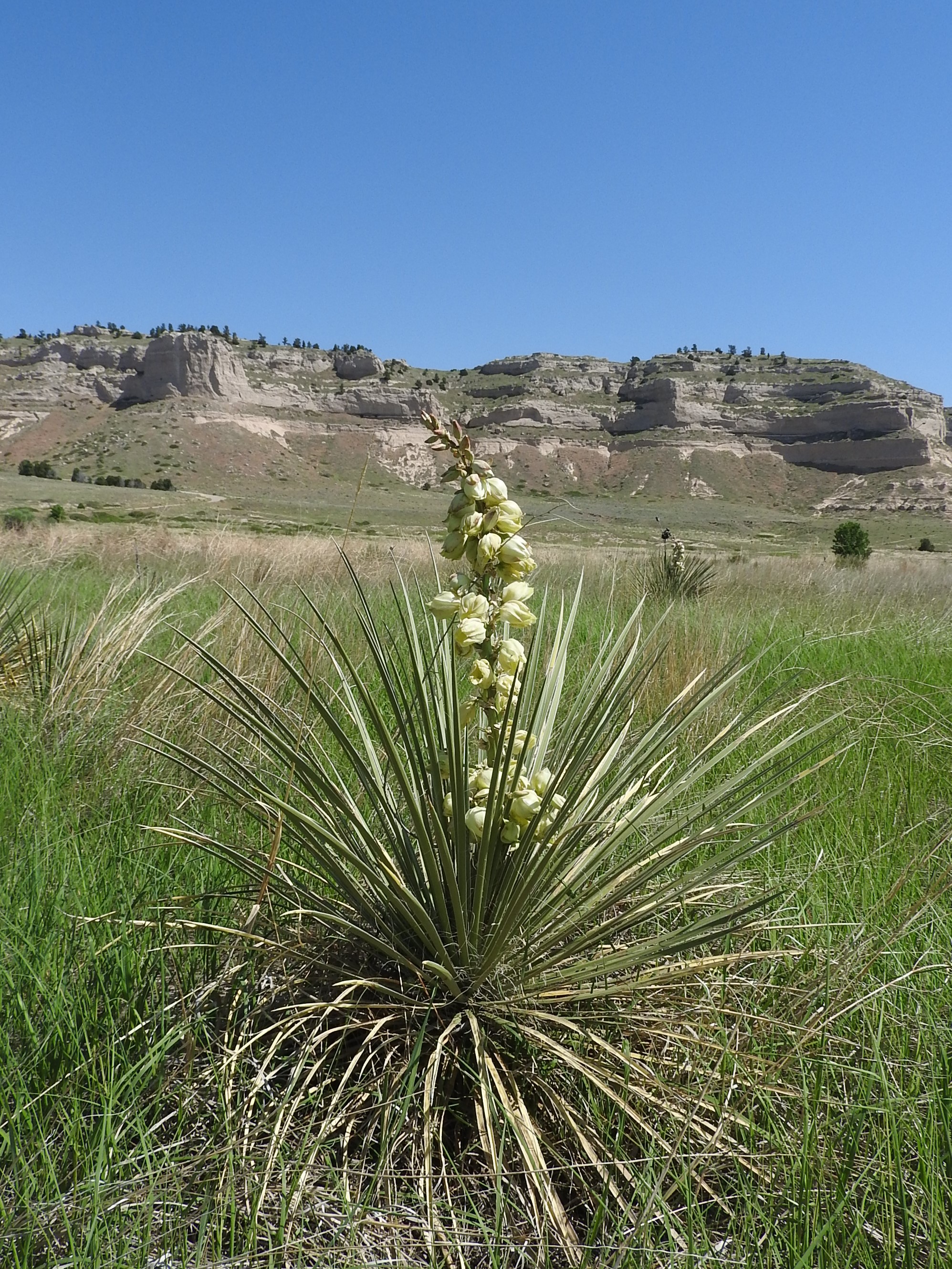 Yucca Plant Root System