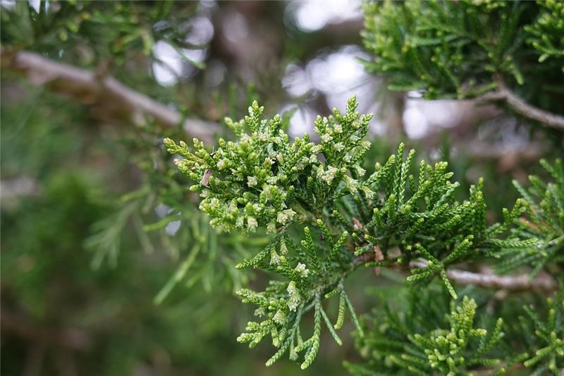 Eastern Red Cedar (U.S. National Park Service)