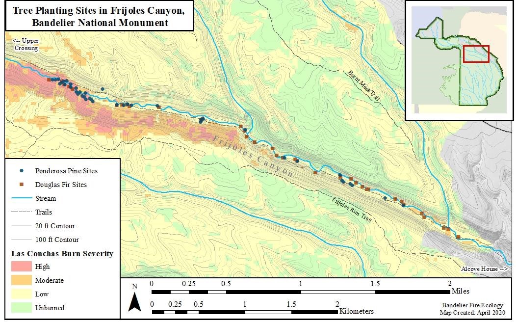 Frijoles Canyon Tree Planting: Reforestation Efforts within the Las ...