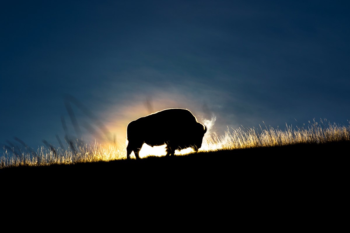 Bison Connect Us (U.S. National Park Service)