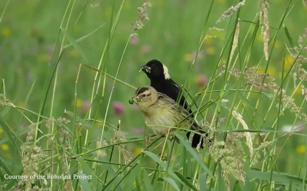 Managing Land for Bobolinks (U.S. National Park Service)
