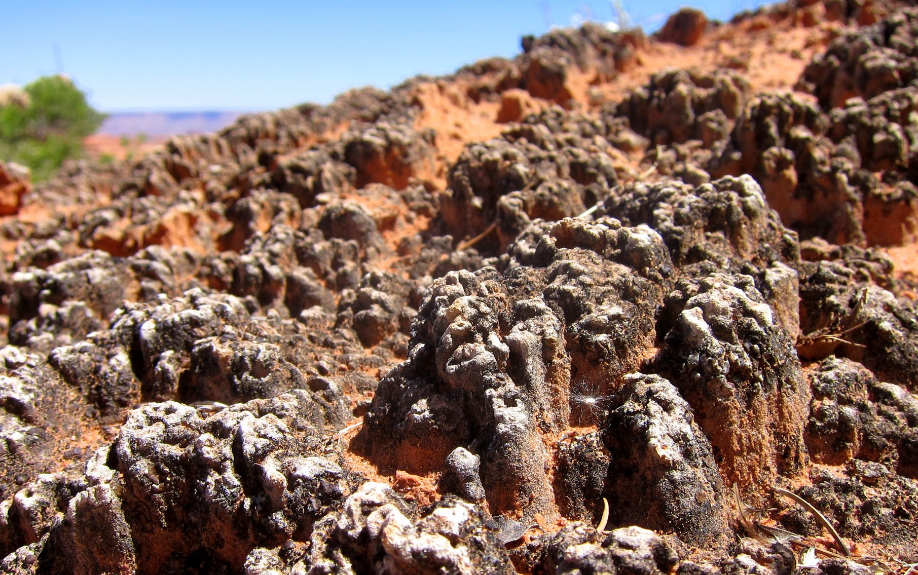 I Didn't Know That!: Biological Soil Crusts (U.S. National Park Service)