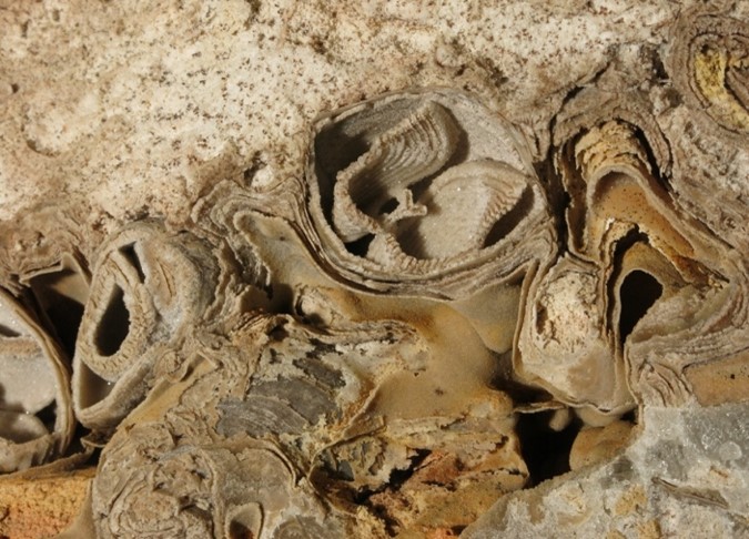 Fossil Brachiopods (U.S. National Park Service)