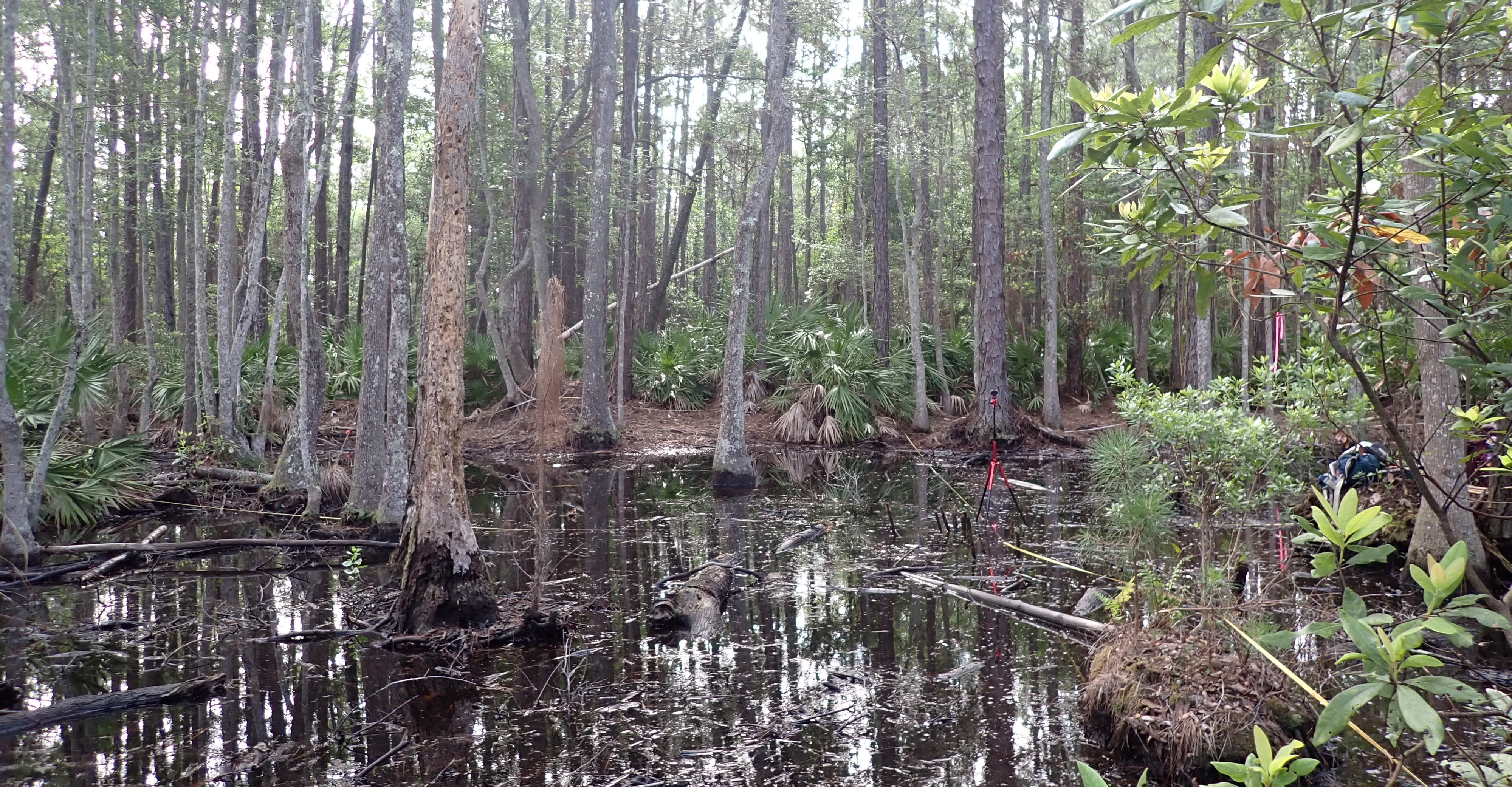 Healthy Vegetation at Timucuan Ecological and Historic Preserve (U.S ...