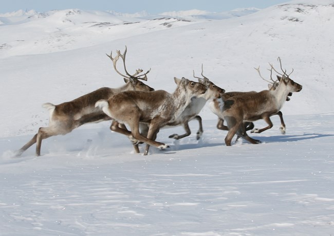 Wildlife (U.S. National Park Service)
