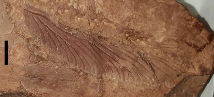 Fossil Arthropods - Trilobites, Insects and Spiders, and Others (U.S ...
