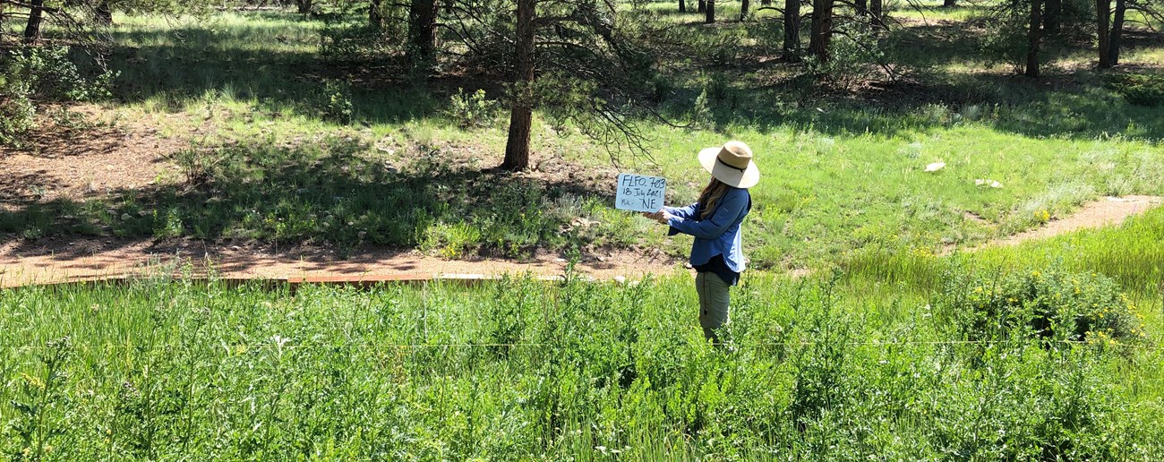 Climate, Disturbance, and Wetland Condition at Florissant Fossil Beds ...