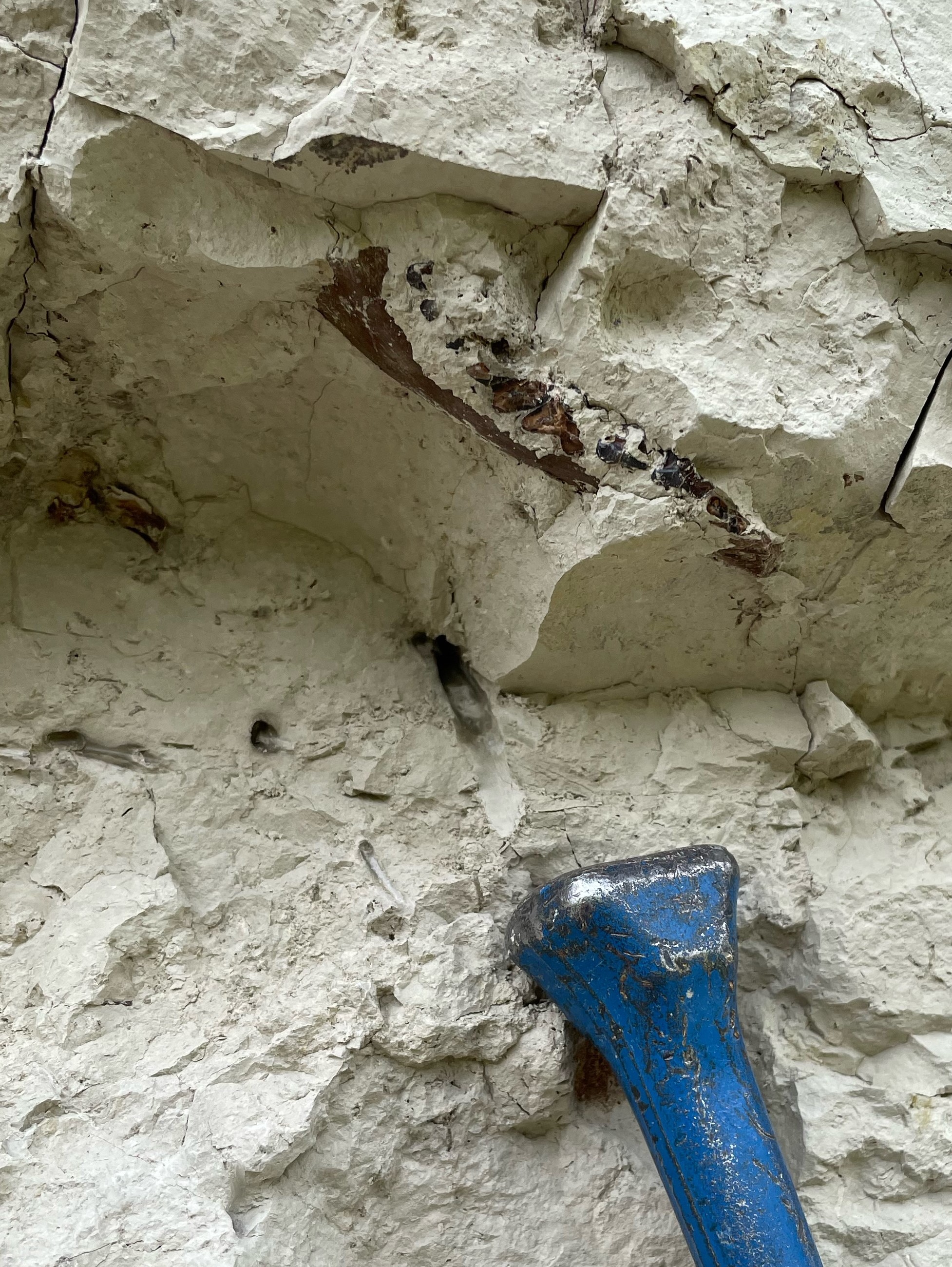 New Mammal Fossils from Glacier National Park Shed Light on the Rocky ...