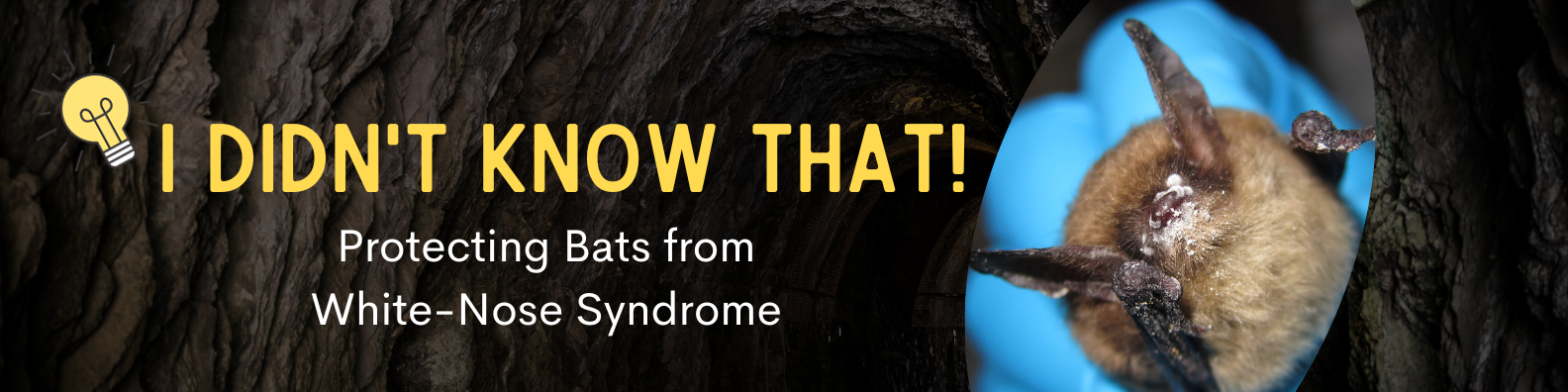 I Didn't Know That!: Protecting Bats from White-Nose Syndrome (U.S ...