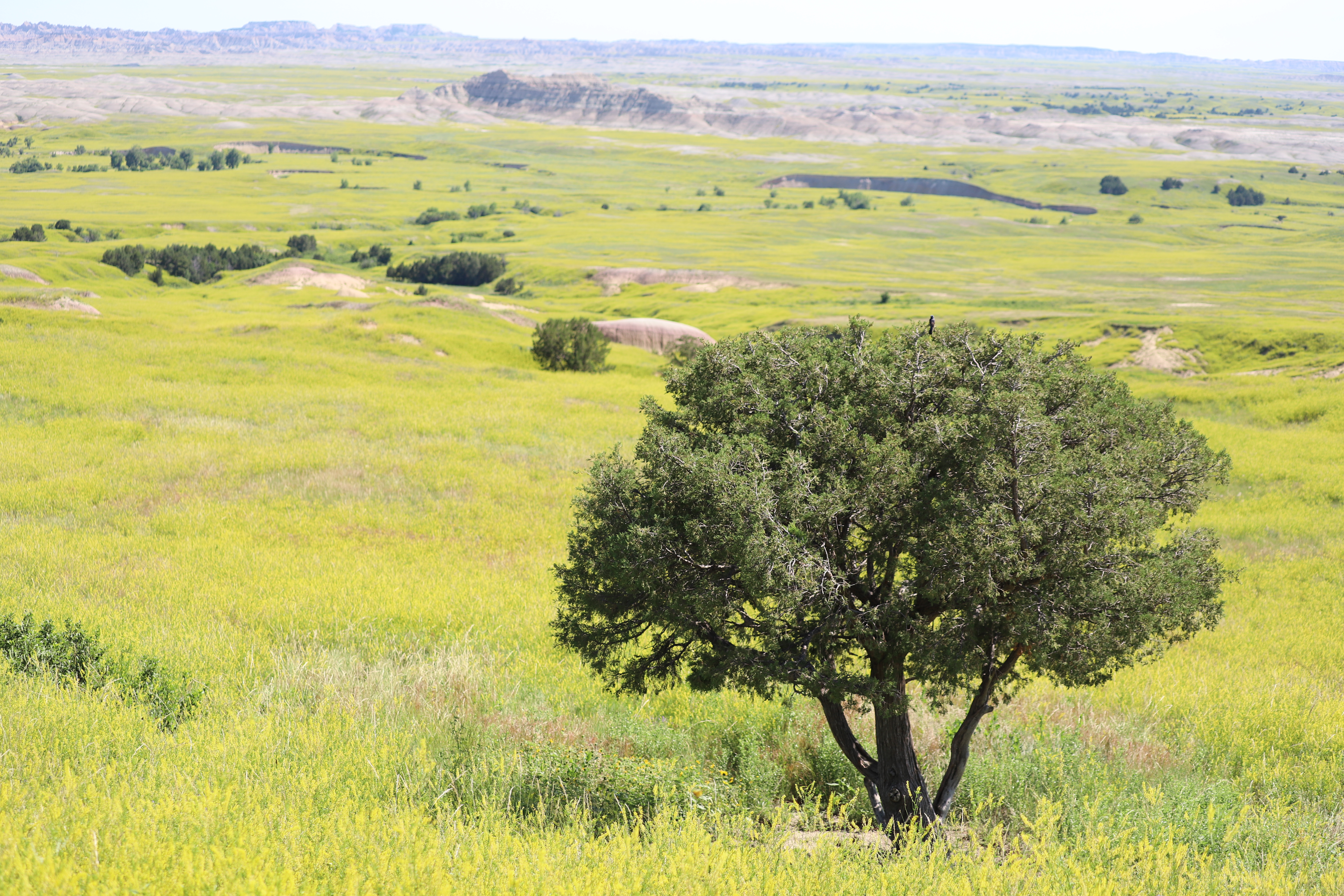 Badlands Mixed-grass Prairies (U.S. National Park Service)