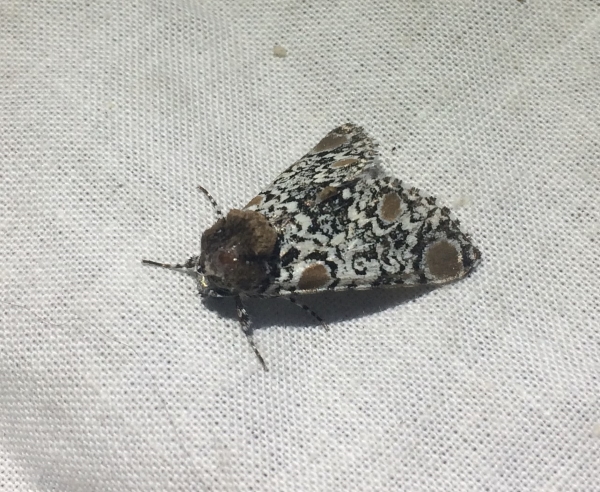 Frank Distefano is Acadia's "Moth Man" (U.S. National Park Service)