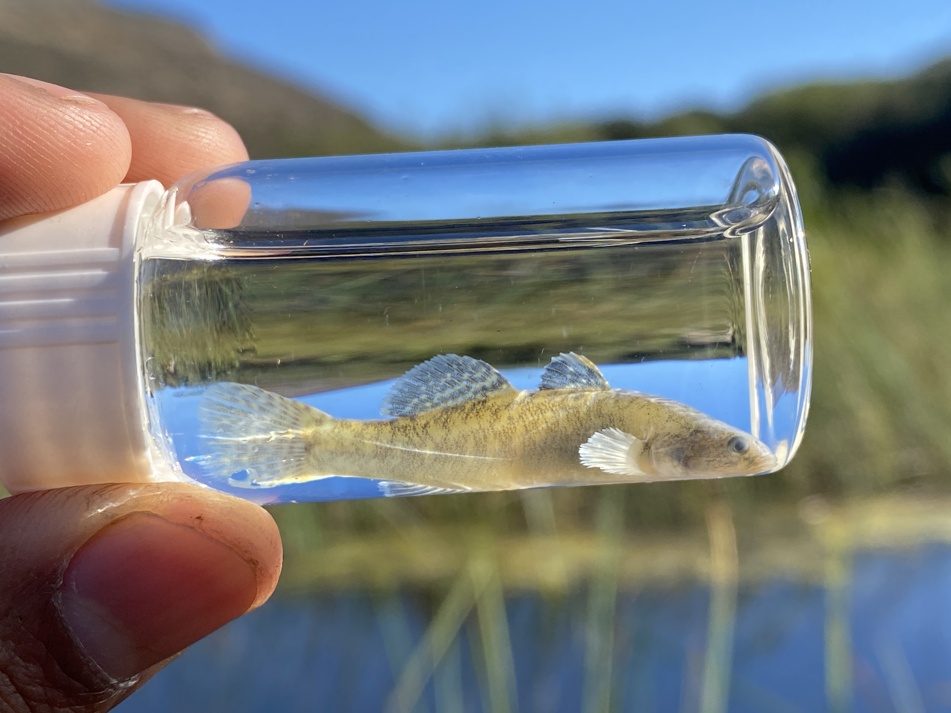 Smallest Fish In The World
