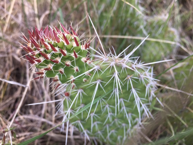 Plains Prickly Pear (U.S. National Park Service)