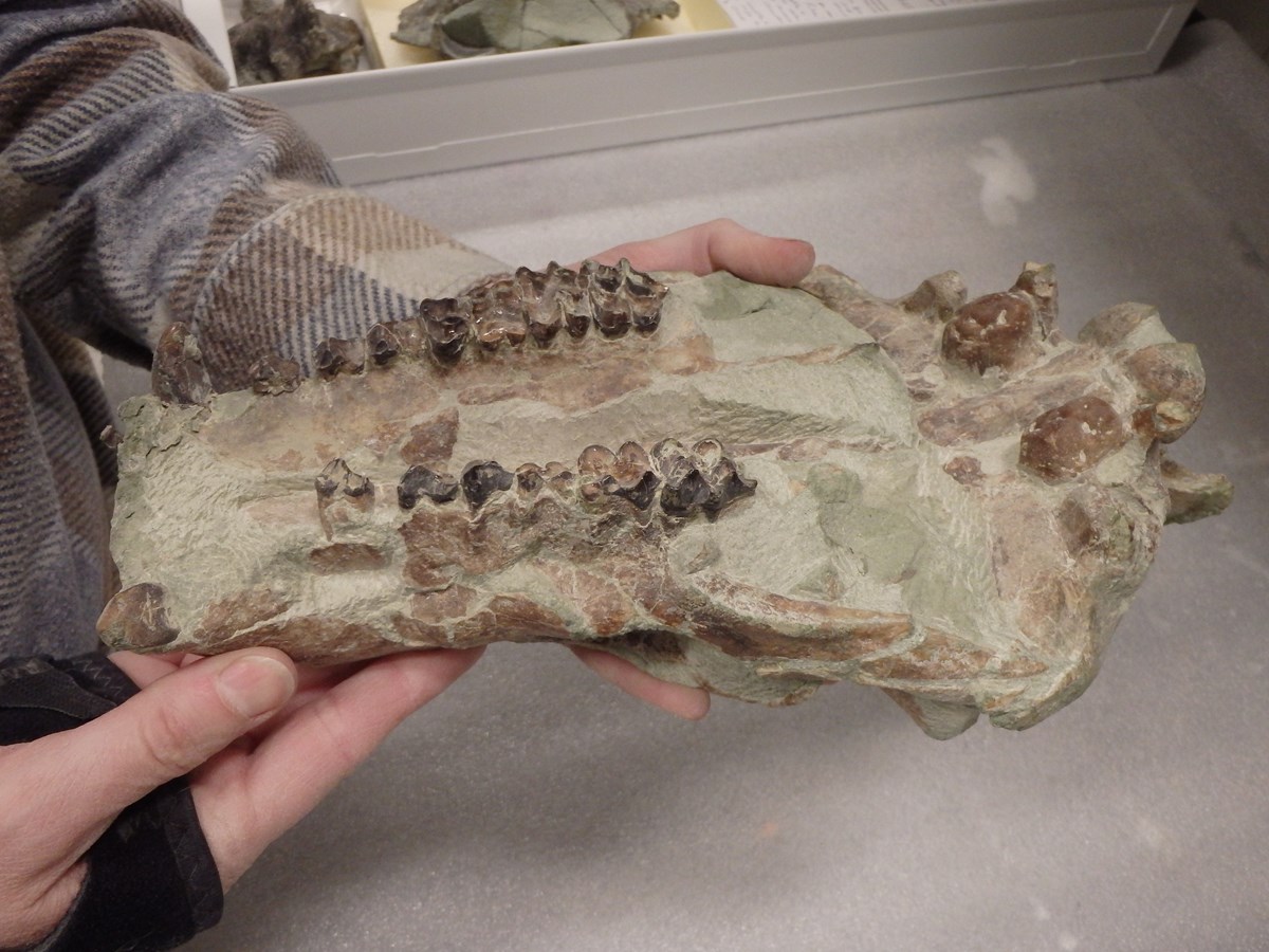 The Second Great National Park Fossil Quiz (U.S. National Park Service)