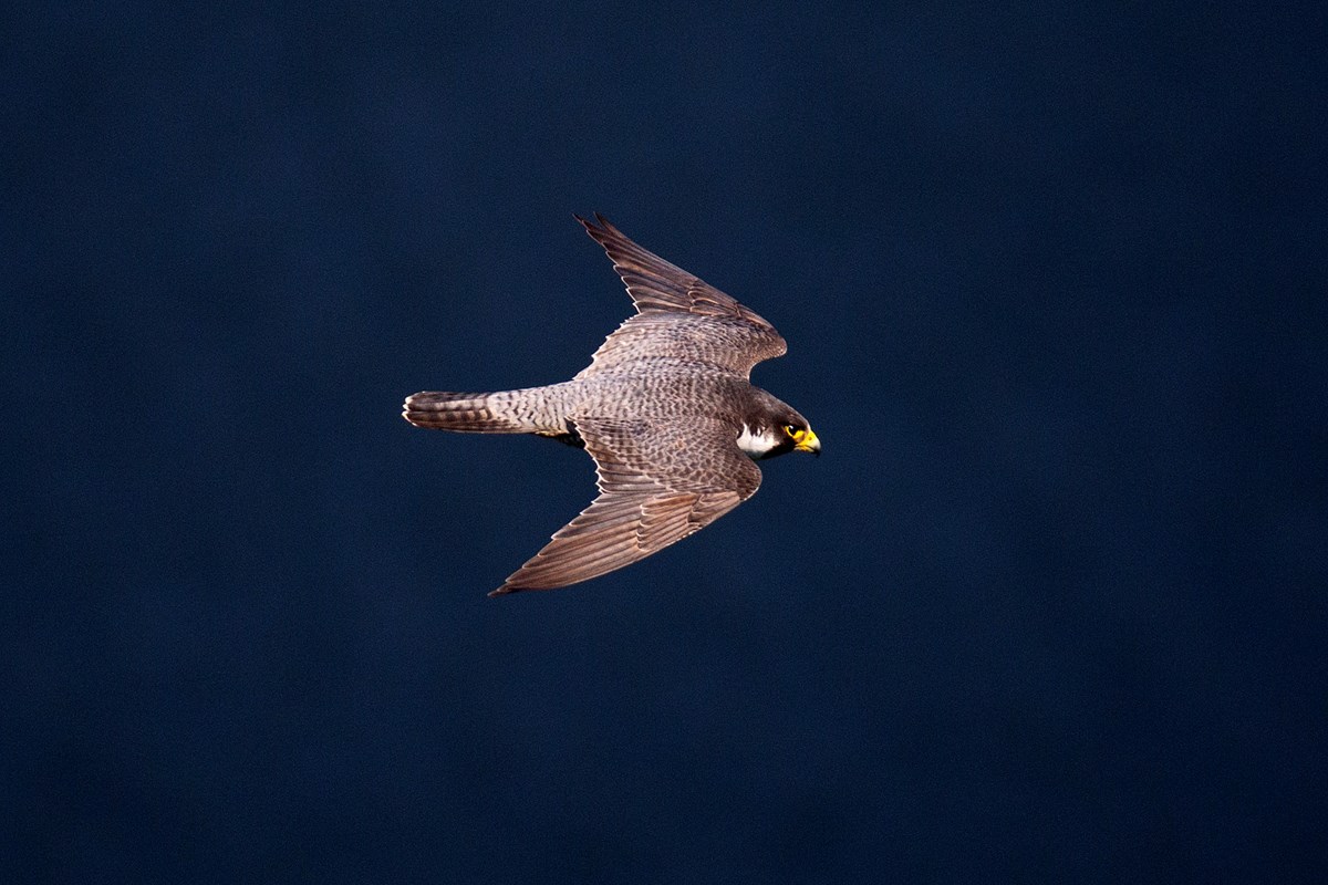 Celebrating 30 Years of Peregrine Falcons at Precipice (U.S. National ...