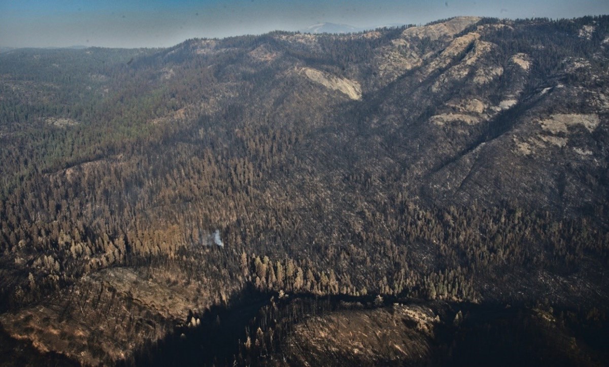 2021 Fire Season Impacts to Giant Sequoias (U.S. National Park Service)