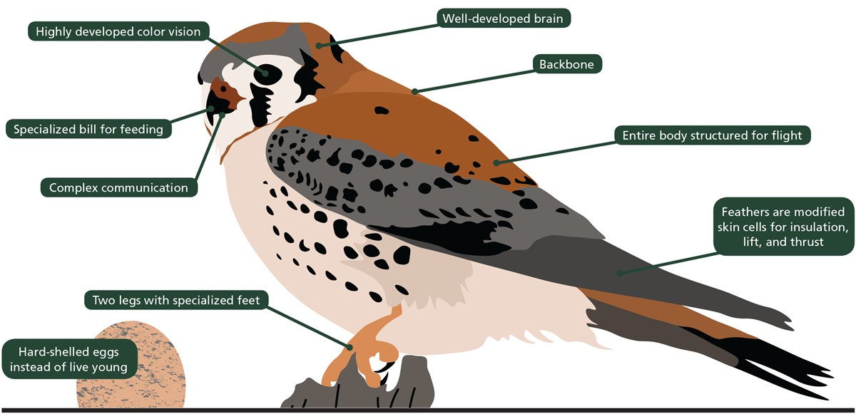 Birds and Observing Them (U.S. National Park Service)